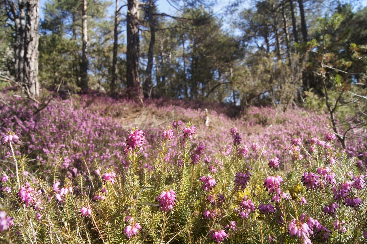 Der Urwald vor der Haustüre